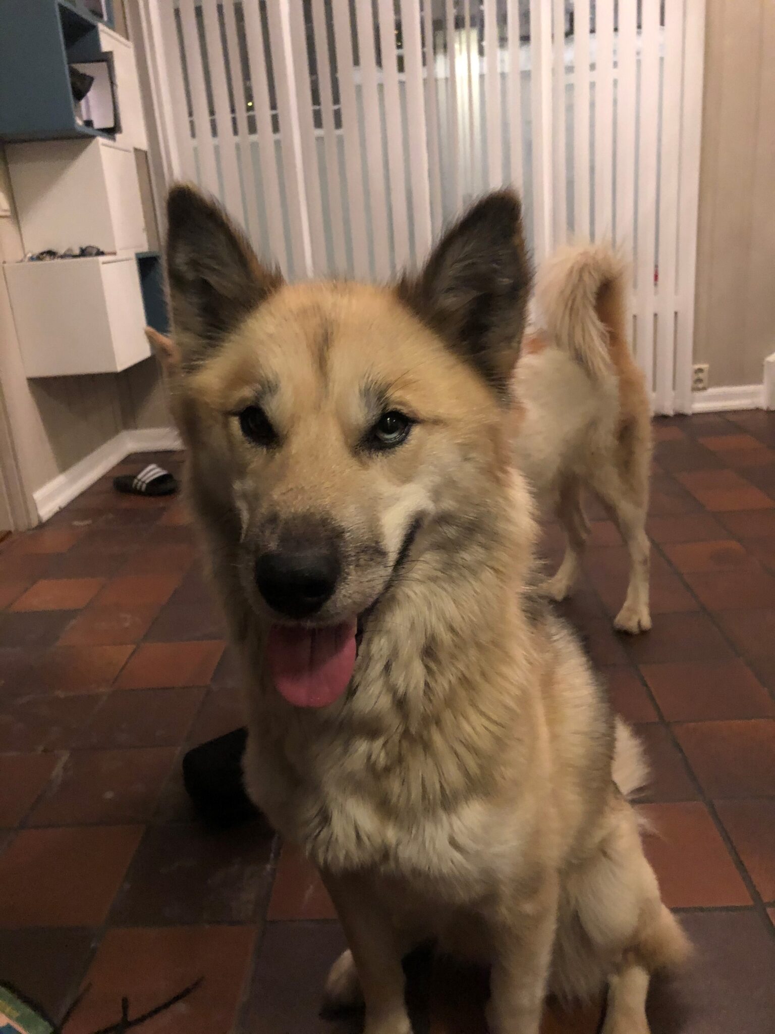 Home - Green Dog Svalbard AS